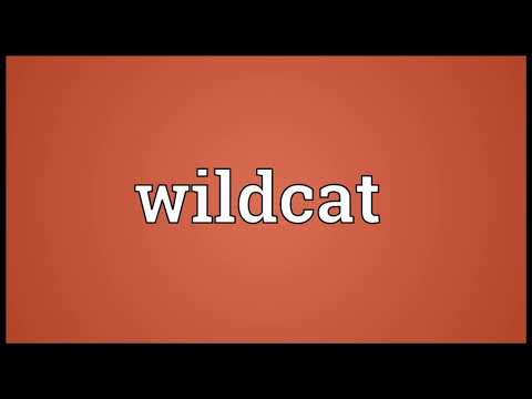 wildcat meaning in English