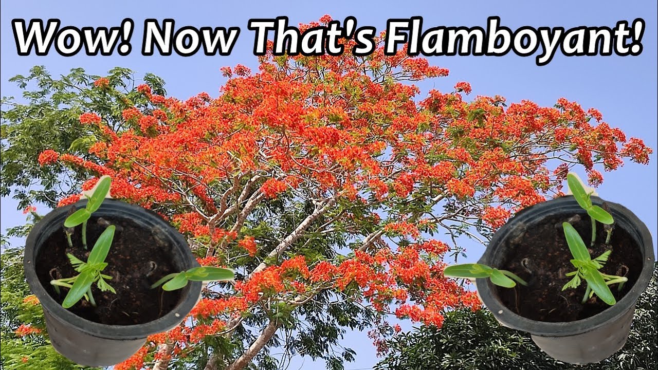 Grow Flamboyant Tree from Seeds / Royal Poinciana