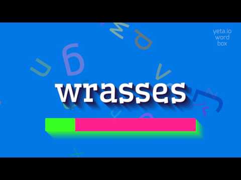 How to say "wrasses"! (High Quality Voices)