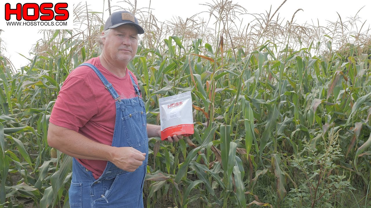 How Much Sweet Corn to Plant?