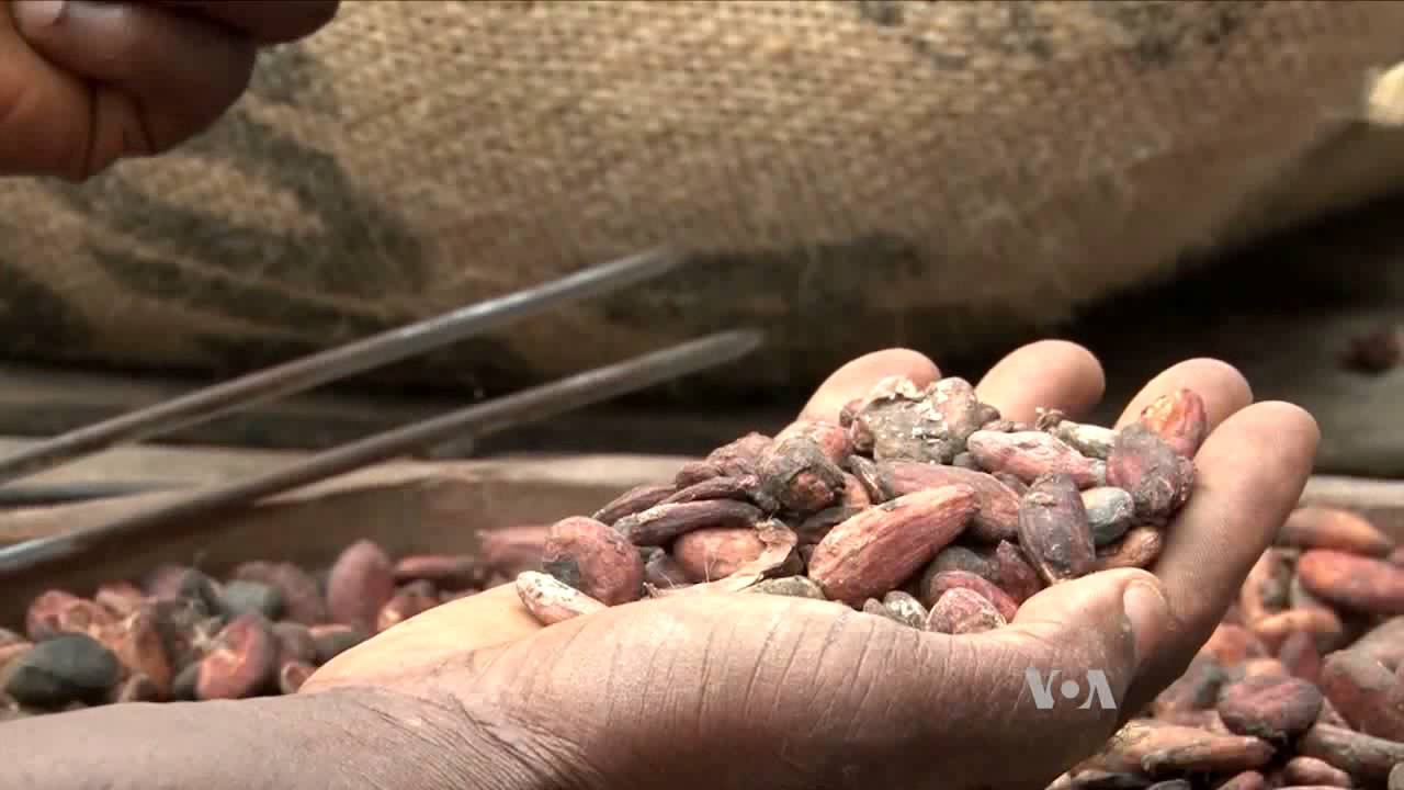 Ivory Coast Fights Child Labor on Cocoa Plantations