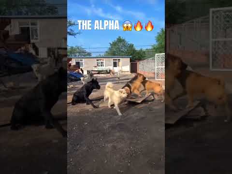 THE RESPECT. THE AURA. BOW DOWN. Ctto 🔥#alpha #dogs #dogshorts #animals #respect