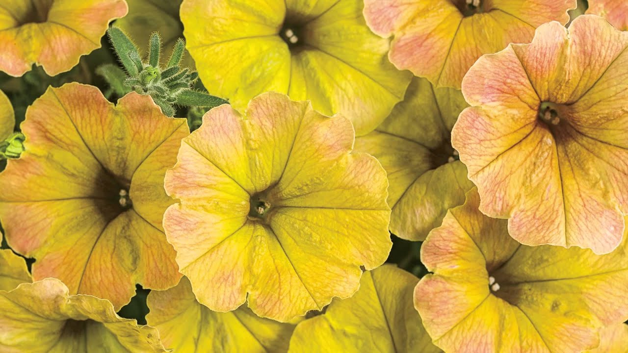 Supertunia® Honey Petunia from Proven Winners