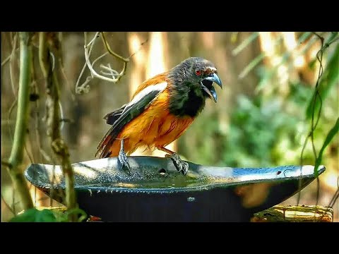 The Rufous Treepie or Indian Treepie /ഓലഞ്ഞാലി - bathing and calling sound