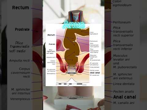 ANUS - MEDICAL DEFINITION | Medical Consecutive Interpreting