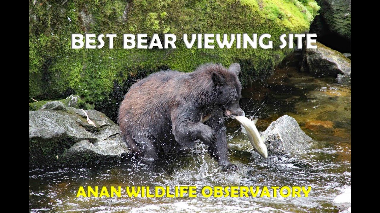 Anan Bear Observatory