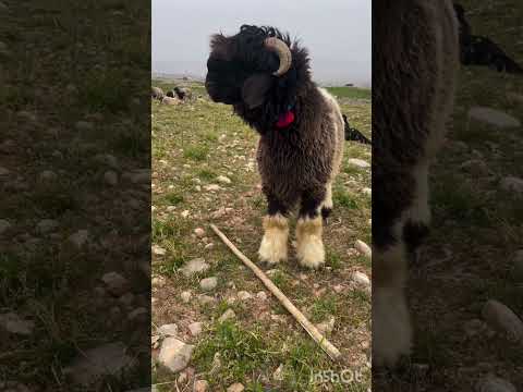 A Unique Breed of Sheep with Distinctive Characteristics