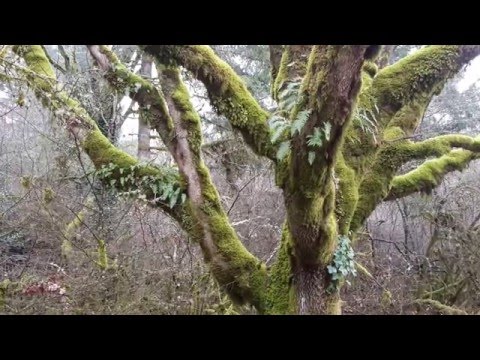 Oregon White Oak / Quercus garryana - Second Video