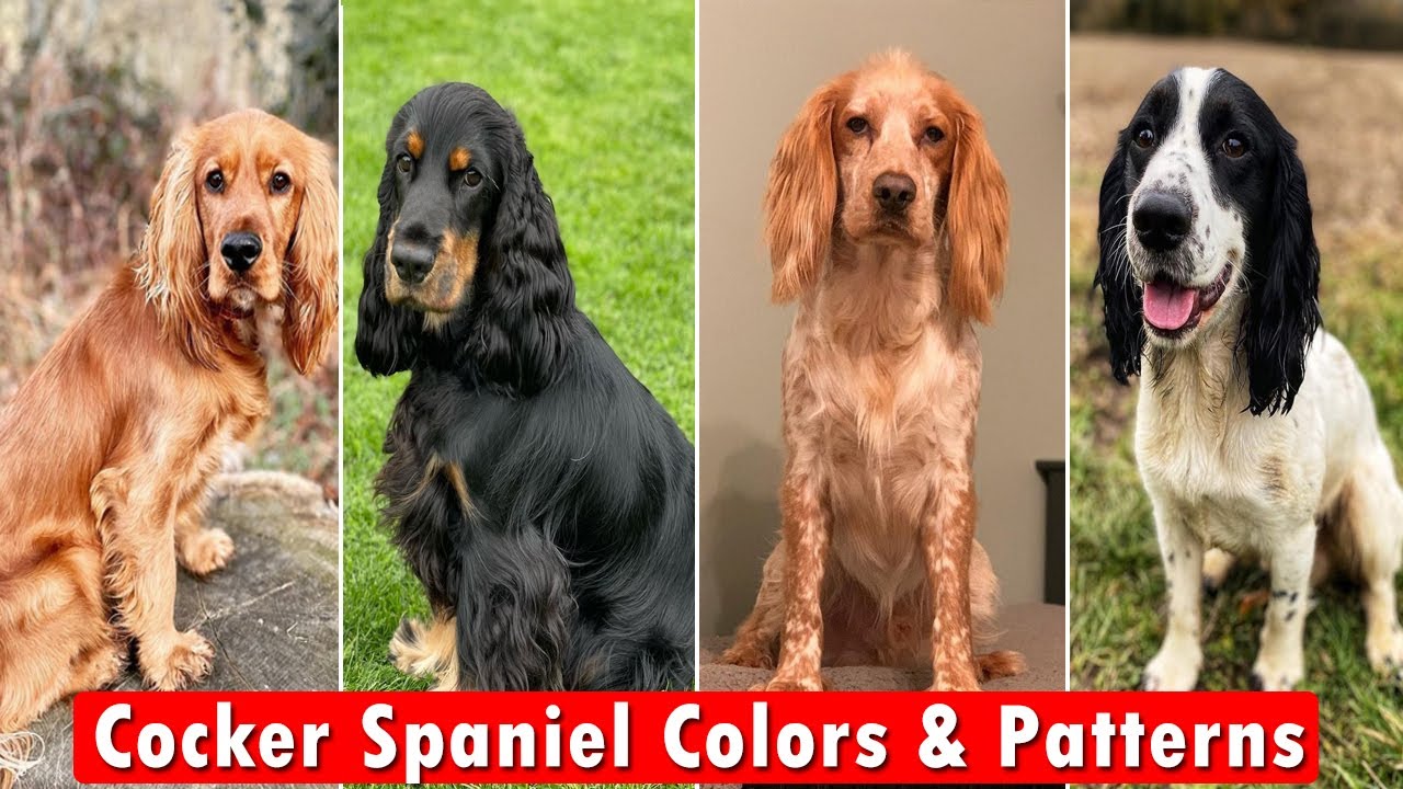 10 most popular Cocker Spaniel Colors & Patterns
