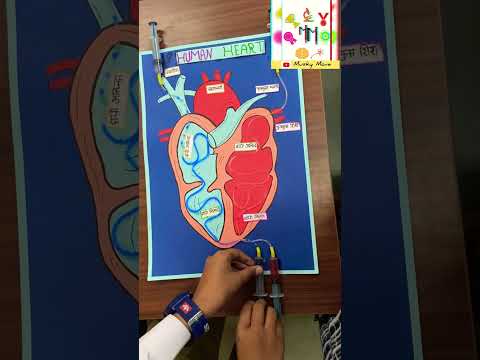 Human Circulatory System Model