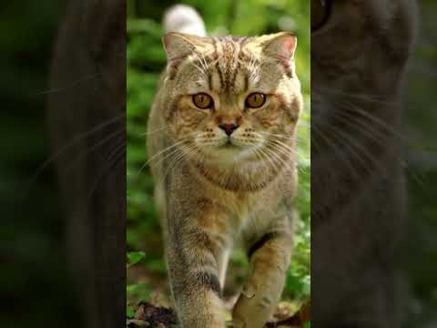 Neture video for a golden cat #cat #funny #cute #cutecat #kitty #mycat #aicat