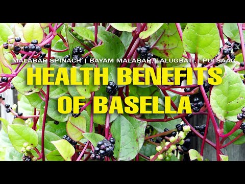 Health Benefits of Basella (Malabar Spinach, Bayam Malabar, Alugbati, Pui Saag)