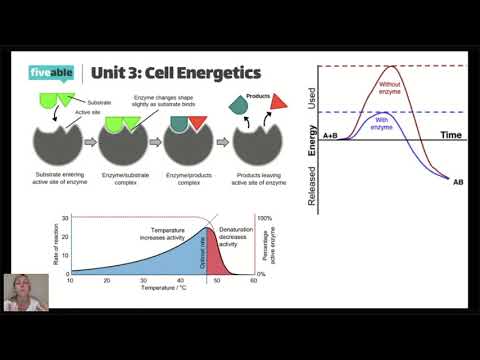 AP Biology - Unit 3 Review Cellular Energetics - 2020