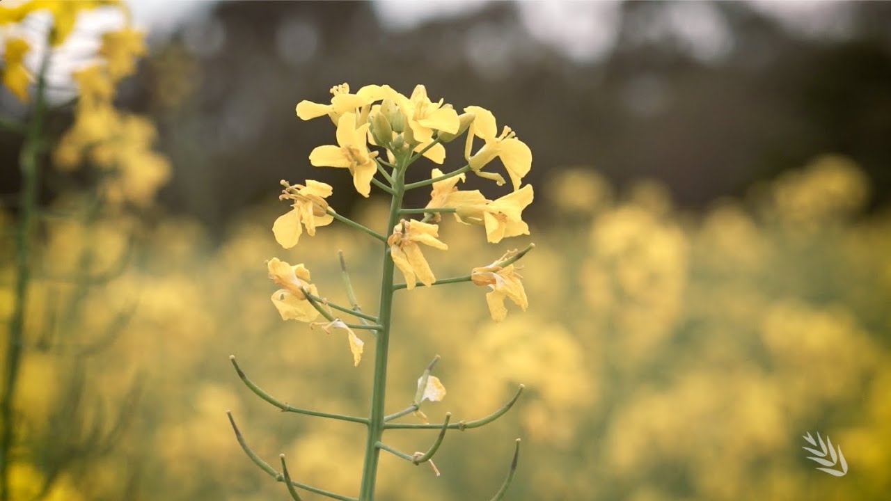 Yield gap analysis | GRDC Bendigo Update 2019