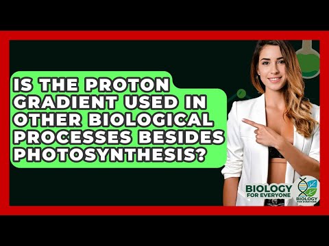 Is The Proton Gradient Used In Other Biological Processes Besides Photosynthesis?