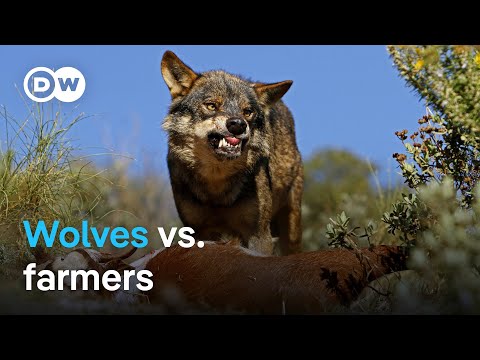 Why Spanish farmers fear for their livestock | Focus on Europe