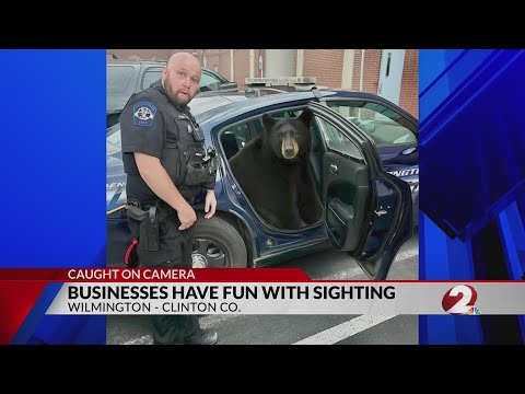 Rare sighting of black bear in Clinton County