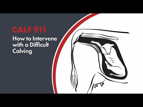 How to intervene with a difficult calving