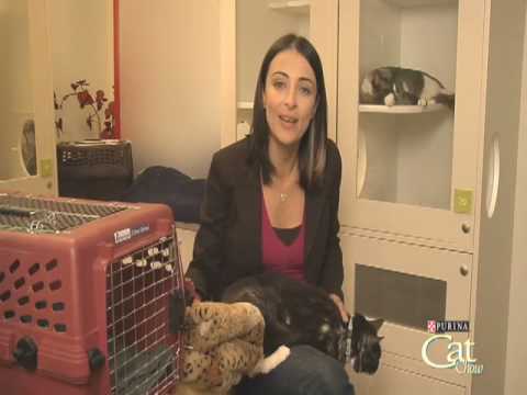 Boarding Your Cat