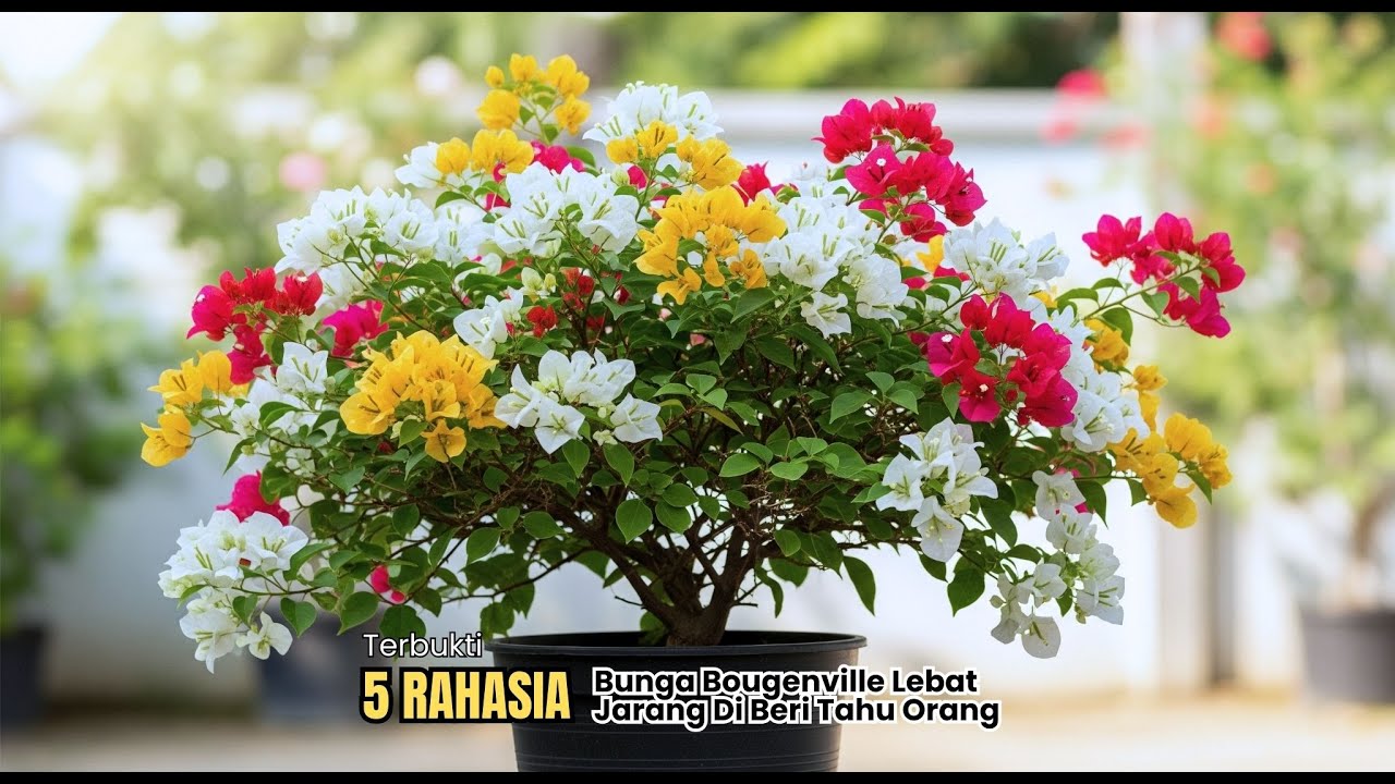 Jangan Salah Rawat! Inilah Cara Rahasia Bikin Bougenville Berbunga Lebat