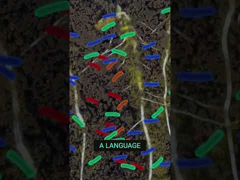 Plants Speak—And the Soil Listens