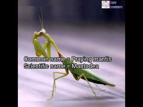 Scientific name of praying mantis
