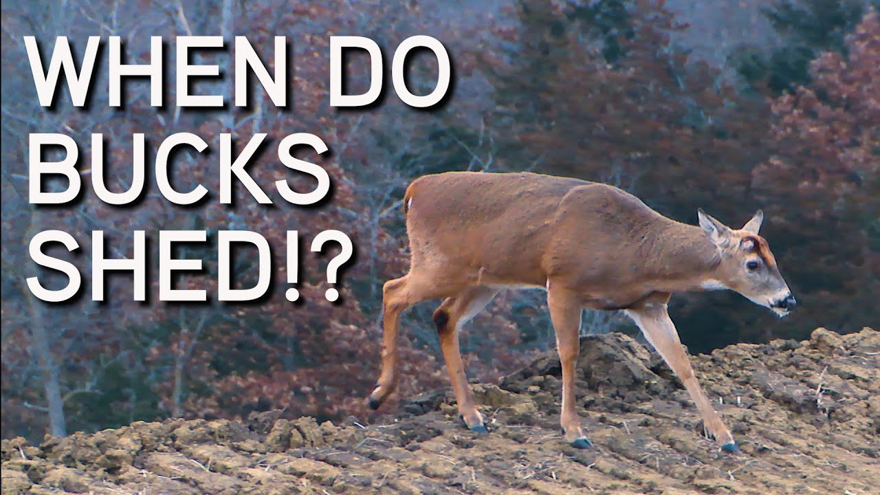 Shed Hunting Tips | WHEN and WHY do Bucks Shed?