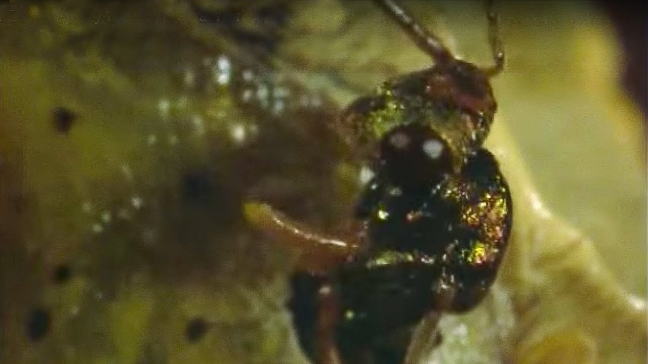 Caterpillar Eaten Alive By Wasps | Natural World | BBC Earth
