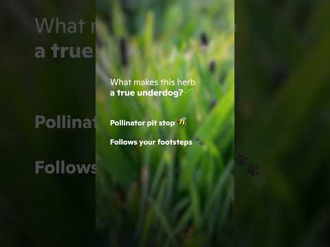 What do you really know about plantain? πΏ | Ricola