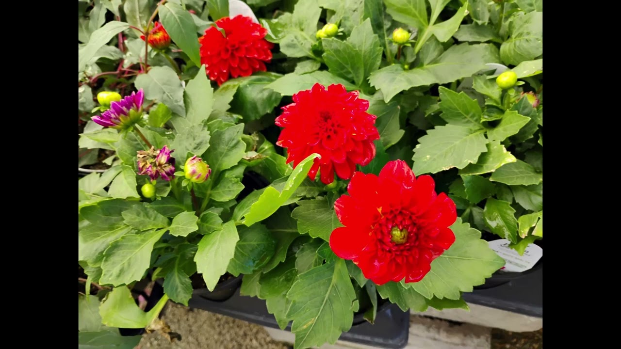 Clegg's Nursery Donmoor