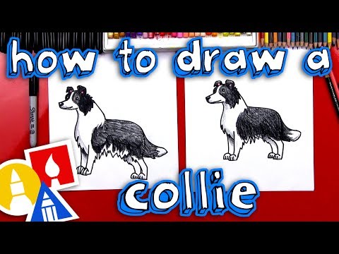 How To Draw A Border Collie | Herbert
