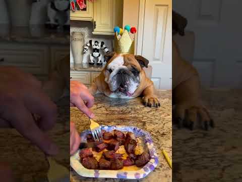 Feliz cumpleaños 🎉😍 #bulldogingles #englishbulldogs #bulldogs #perros credit: @lifeofwinston