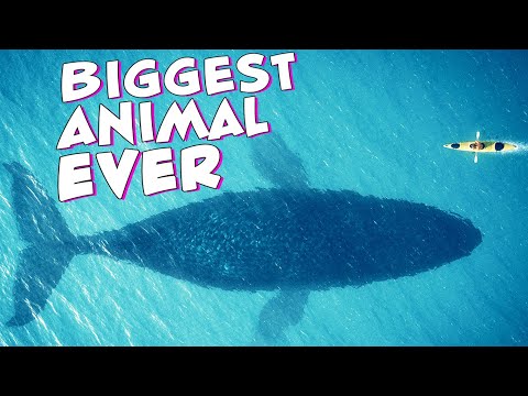 Why Are Marine Mammals So BIG!?