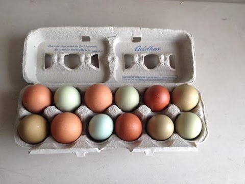 Want lots of colorful eggs? Here's how you can with ONE flock!