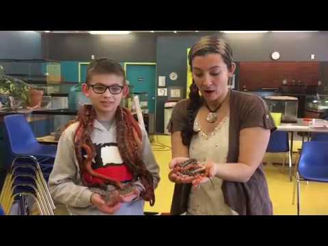 Spanish Lesson: Let's count snakes in Spanish!