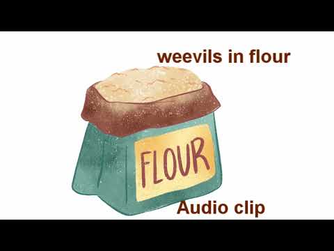 Weevils in the flour - short audio clip