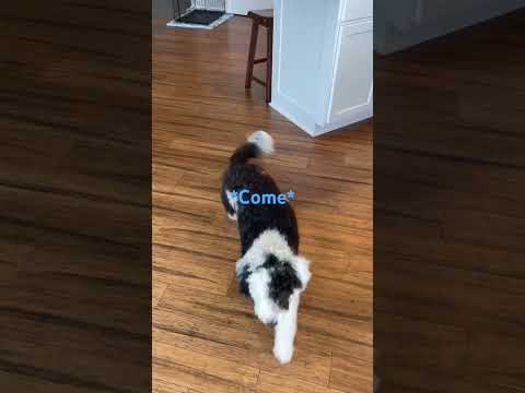 Finley’s tricks!!! #cute #dog #puppy #puppydog #sheepadoodle #fyp