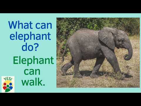 This is an elephant. Level1. Animal description series. Can you describe an elephant?