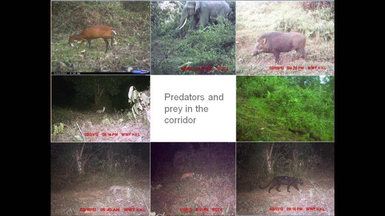 Species conservation in a changing world