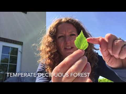 Week 8- Welcome to the temperate deciduous forest of the UK