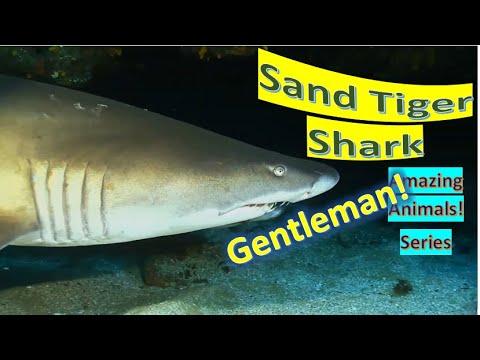 Sand Tiger Shark facts 🦈 Grey Nurse Shark 🦈 Spotted Ragged-tooth Shark 🦈 very calm guys 🤩