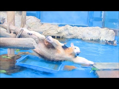The Hungry Anteater - Trying To Steal Food From Duck