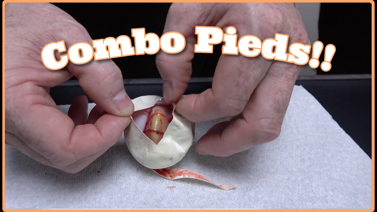 Combo Ball Python Pieds Egg Cutting #115