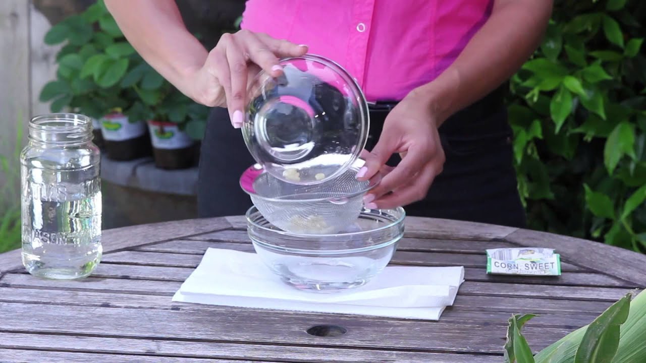 How to Pre-Soak a Corn Plant : The Chef's Garden