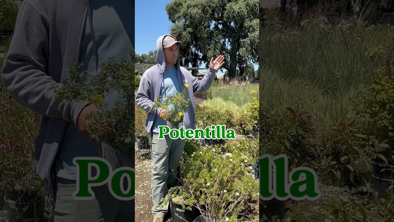 Potentilla