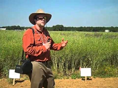 Organic canola production research