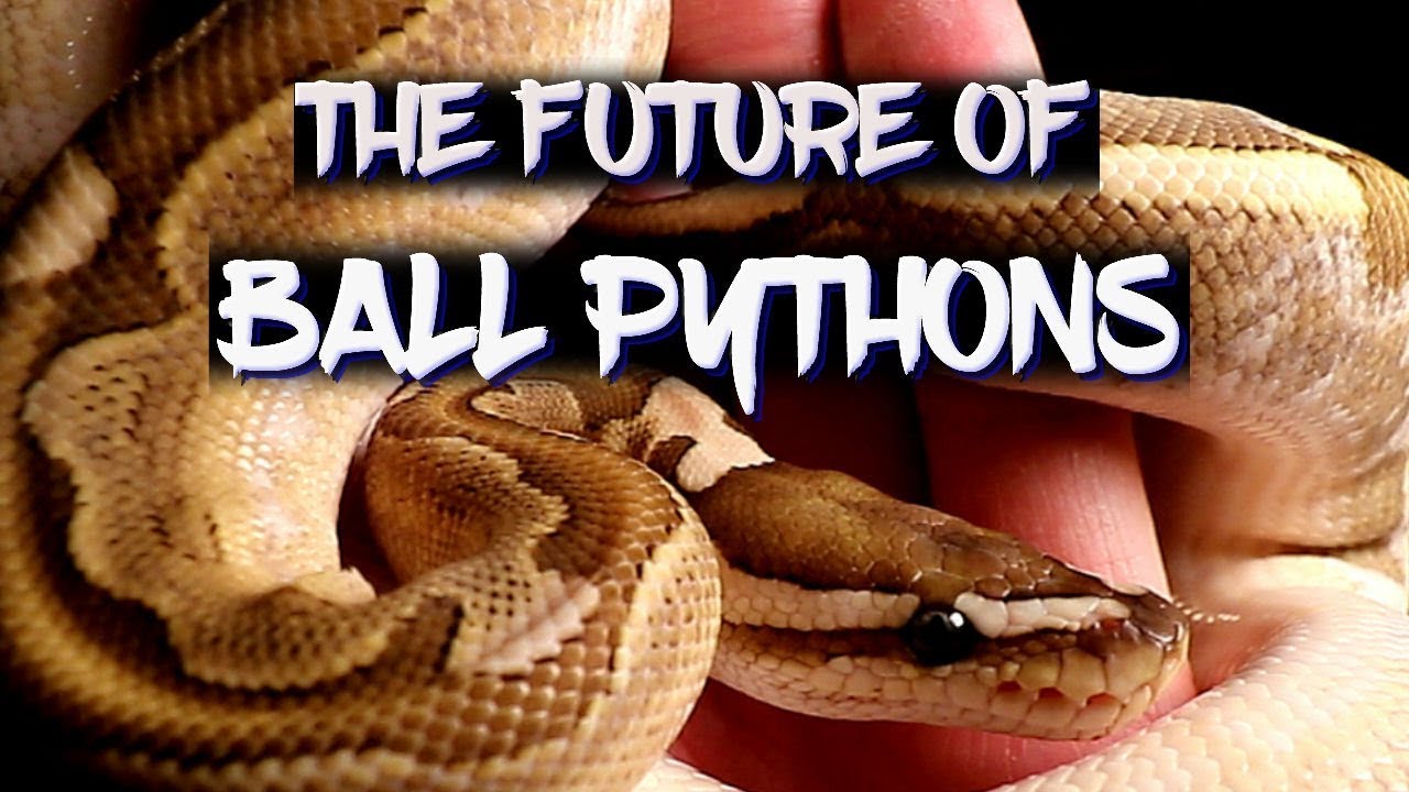 The future of the ball python market explained!