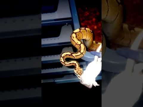 Spider Ball Pythons are an amazing Snake #python #snake #shorts