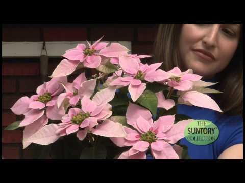 Princettia Euphorbia: Unique Princess of Poinsettias!