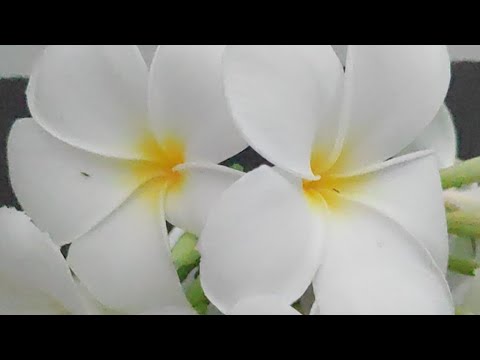 White Symbolizes Purity